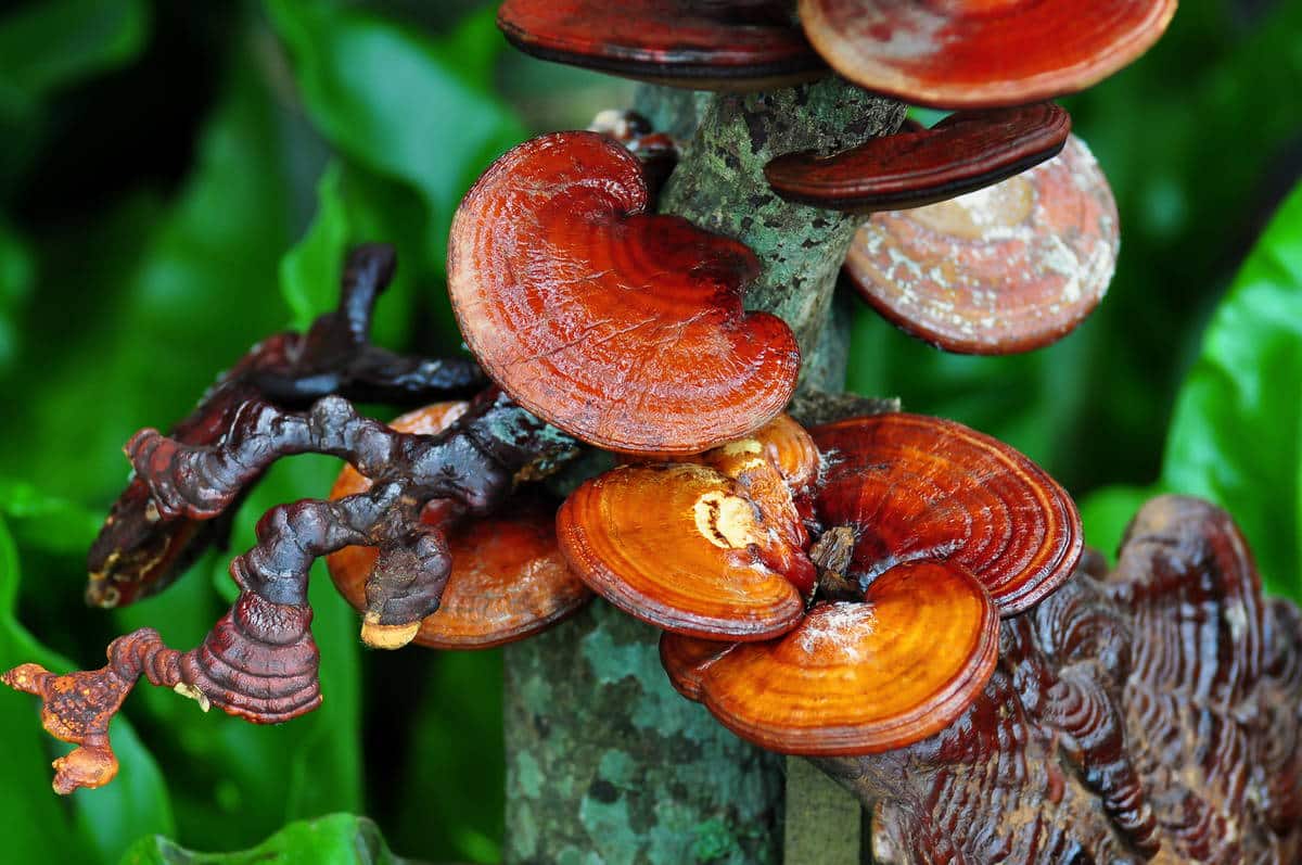 Reishi grybai - 5 privalumai, nauda ir galimas šalutinis efektas
